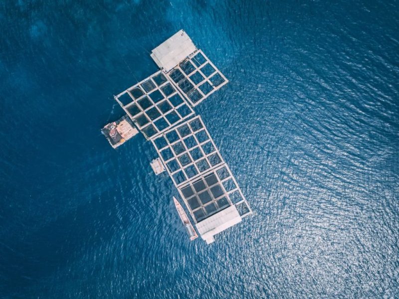 Ozone for Fish Farming & Aquaculture | Absolute Ozone